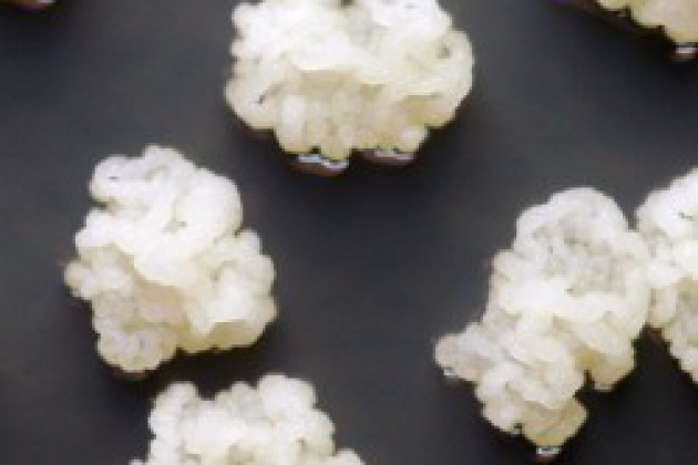 Nấm men Zygosaccharomyces rouxii